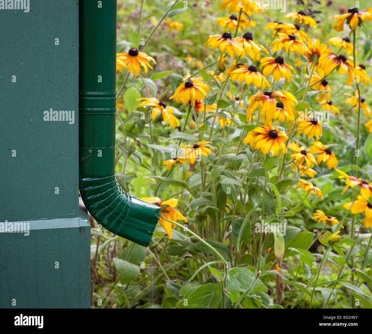 Rain gutter drain and Brown Eyed Susan flowers Stock Photo - Alamy