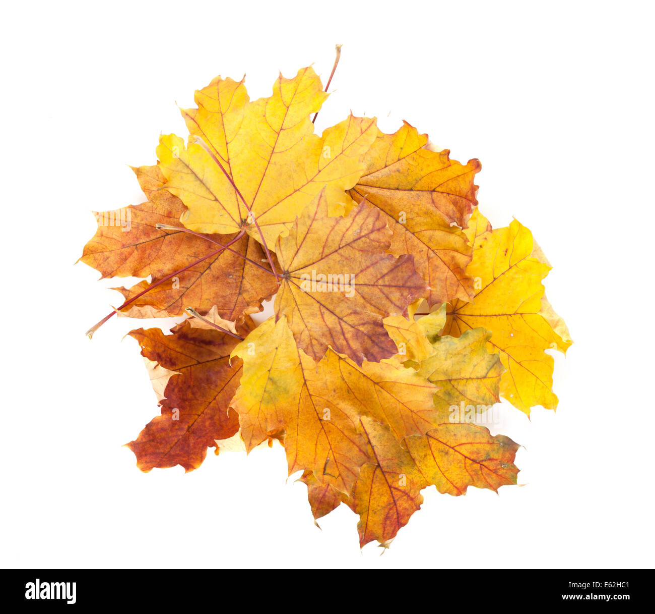 Colorful autumn maple leaves. Isolated on white background Stock Photo ...