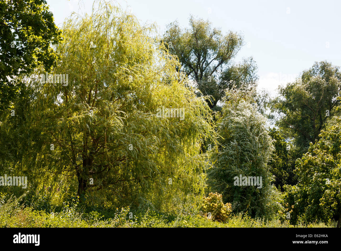 weeping willow tree, beautiful summer landscape Stock Photo - Alamy