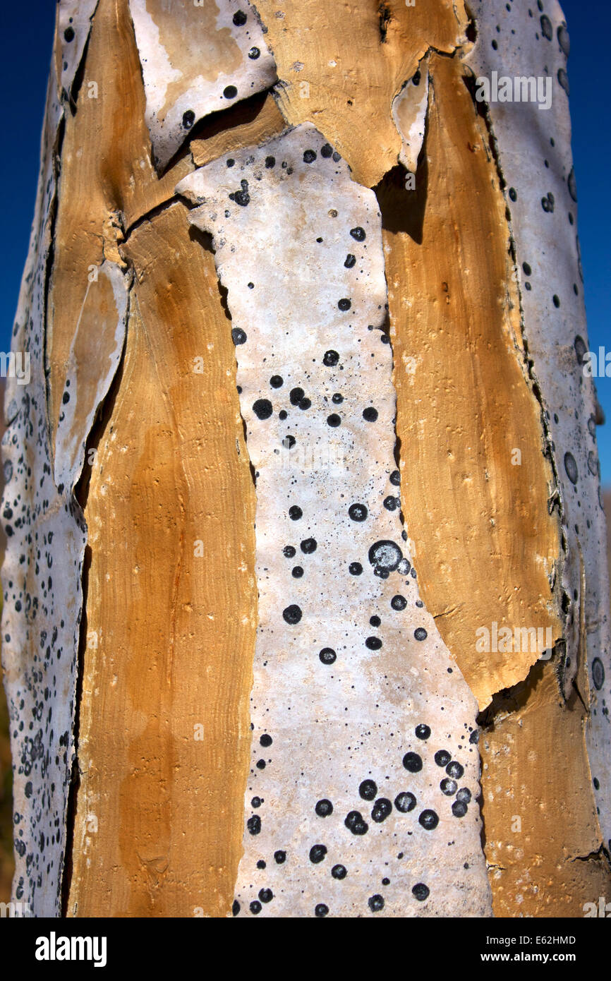 Bark quiver tree hi-res stock photography and images - Alamy