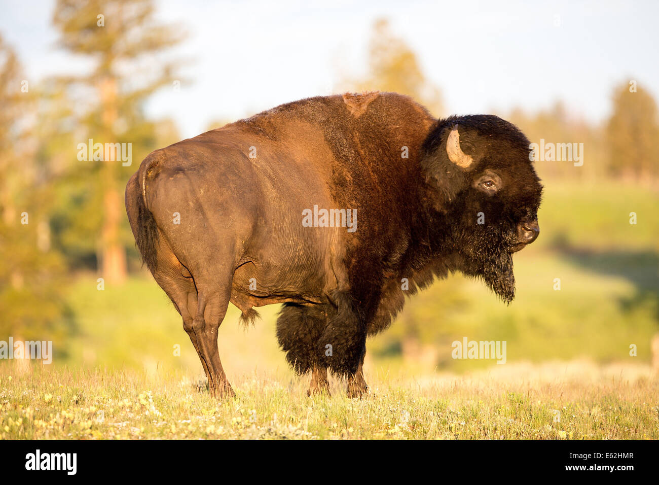 An American Bison at sunrise in Yellowstone National Park Stock Photo ...