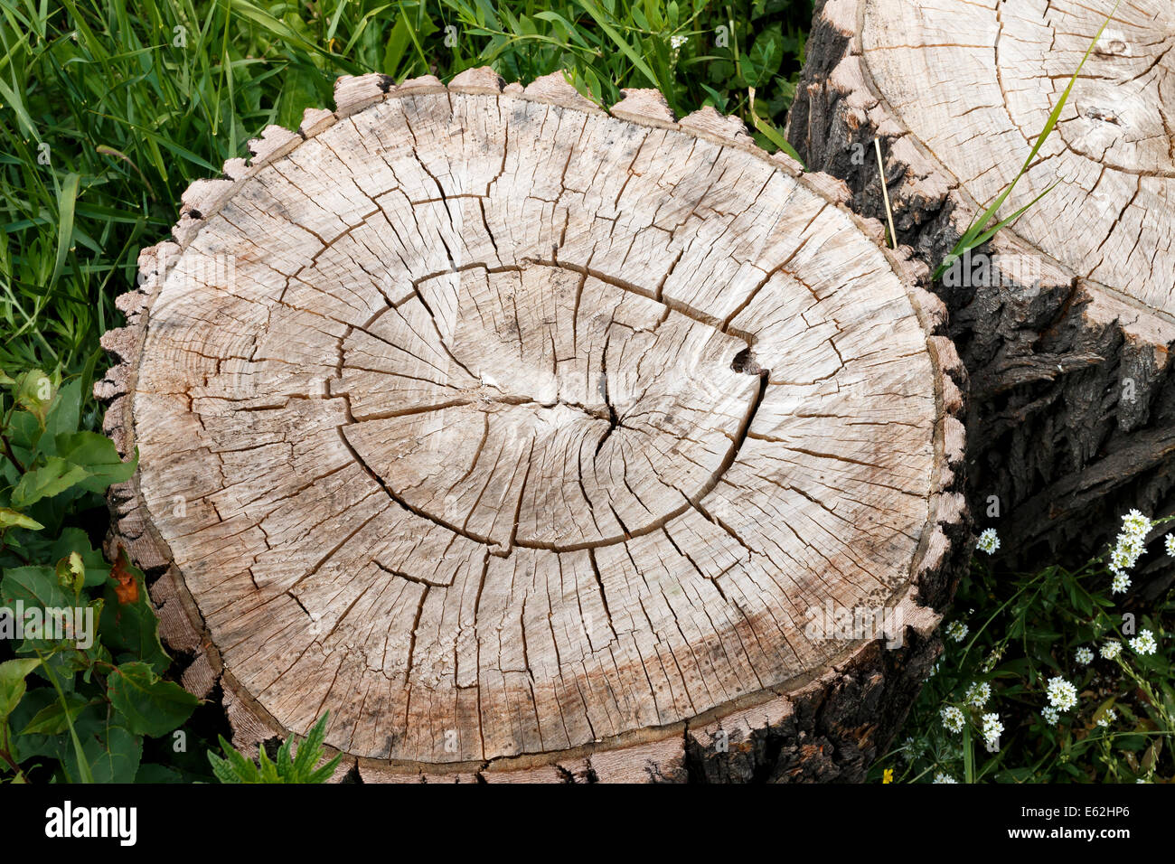 hemp tree, stumps close-up Stock Photo - Alamy