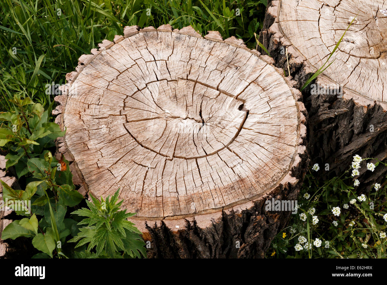 hemp tree, stumps close-up Stock Photo - Alamy