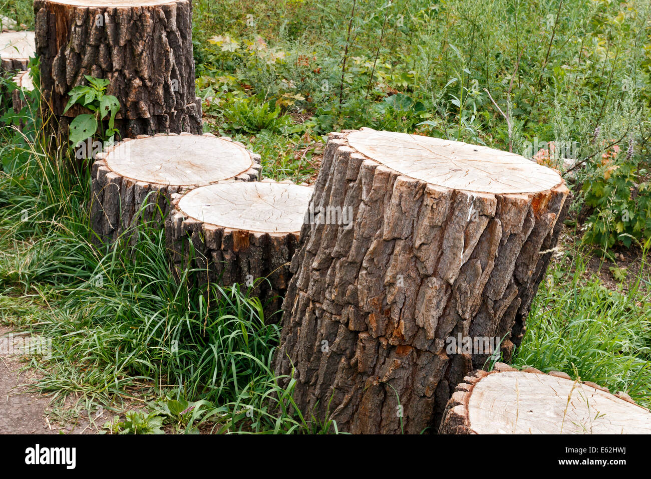Cut stumps hi-res stock photography and images - Alamy