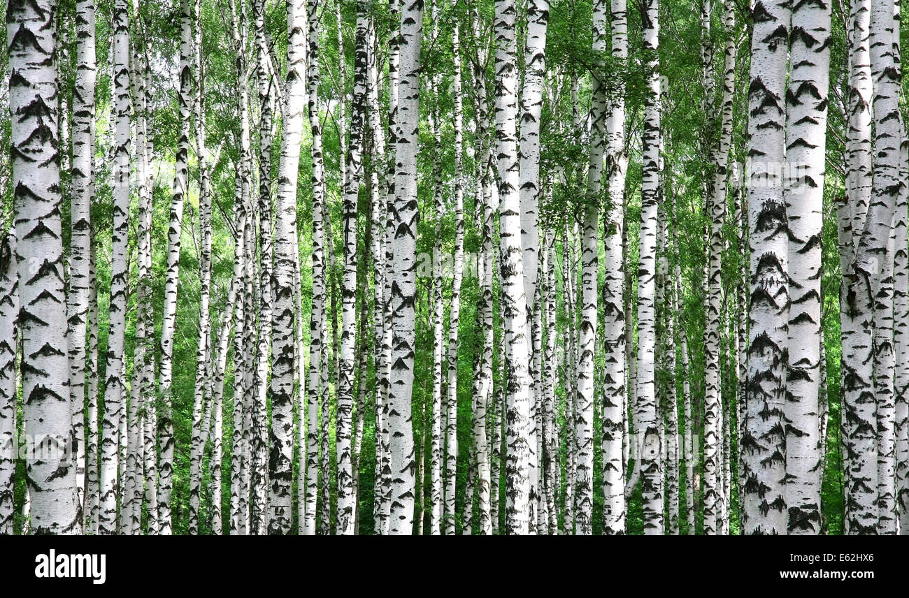 Trunks of birch hi-res stock photography and images - Alamy