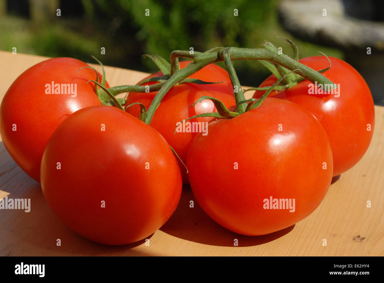 vine ripened tomatoes Stock Photo - Alamy
