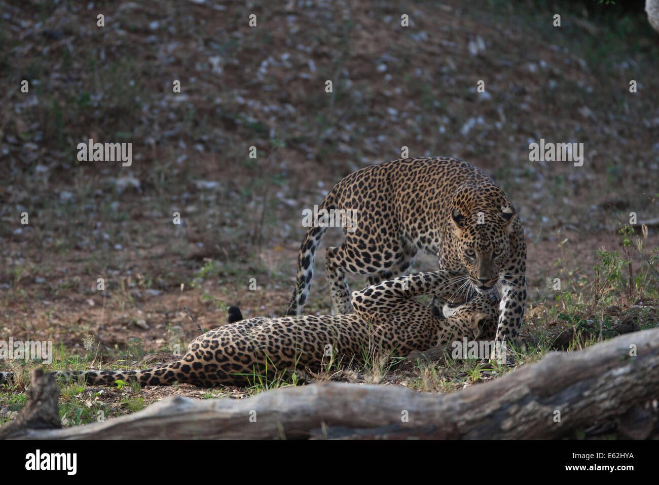 Kotiya High Resolution Stock Photography and Images - Alamy