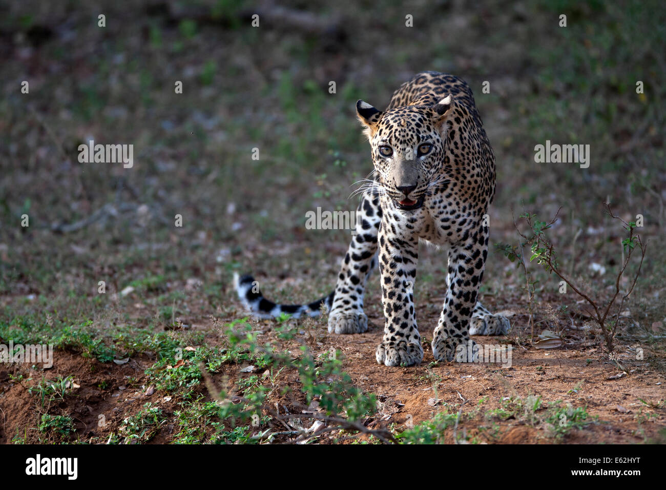 The Sri Lankan Leopard (Panthera paradus kotiya Stock Photo - Alamy