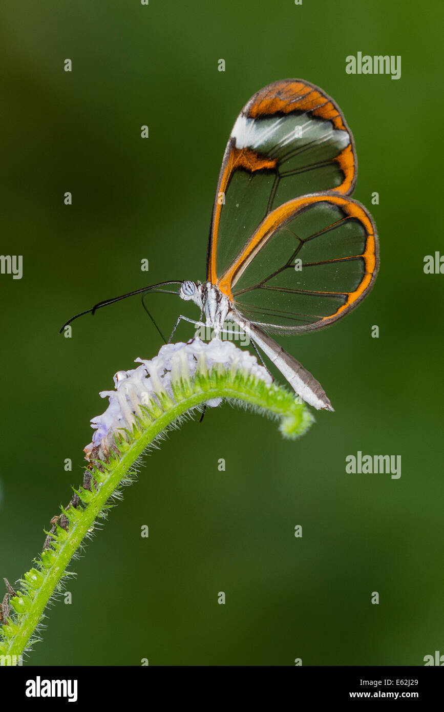 Clearwing butterfly hi-res stock photography and images - Alamy