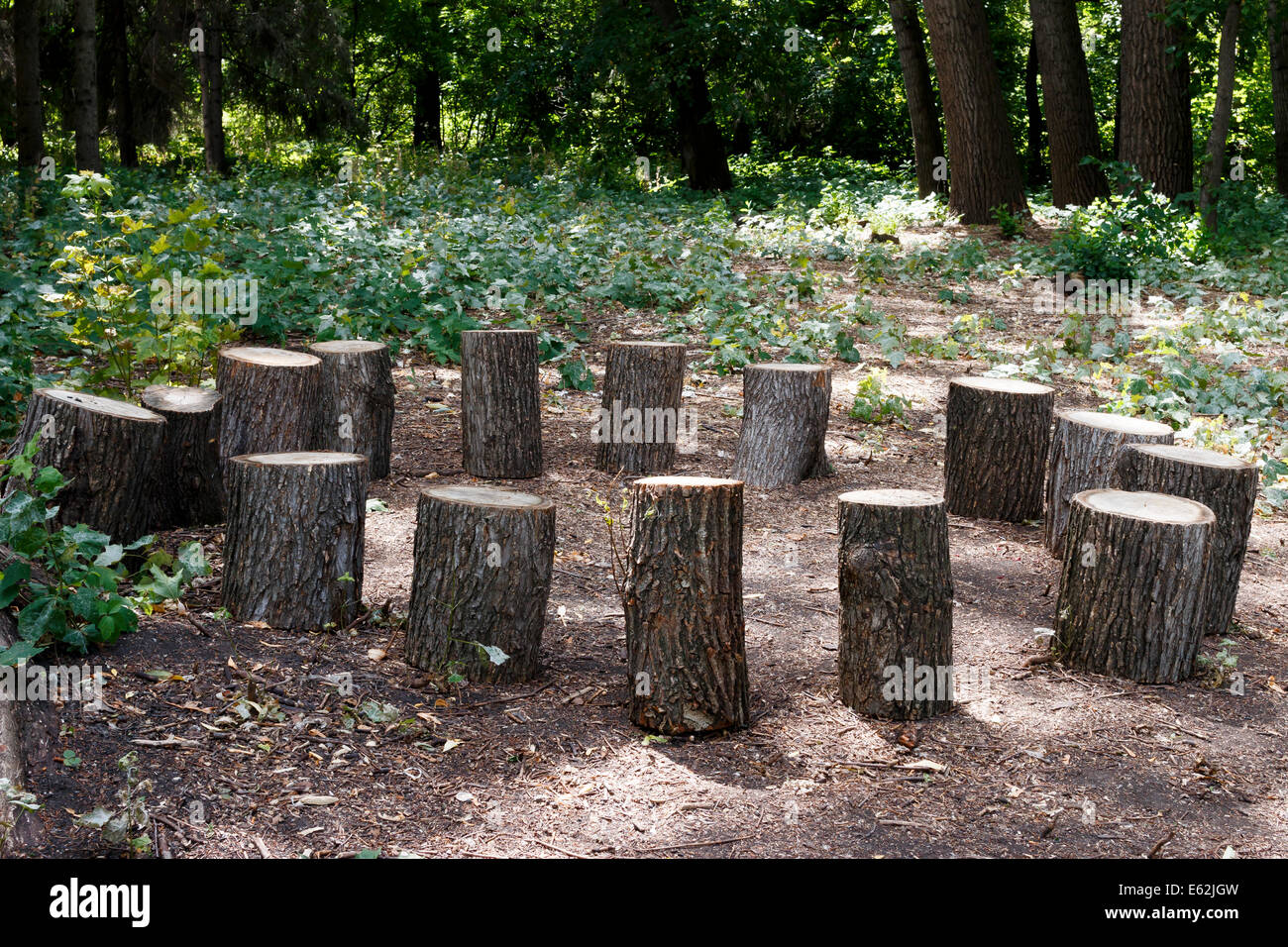 hemp trees, stumps Stock Photo - Alamy