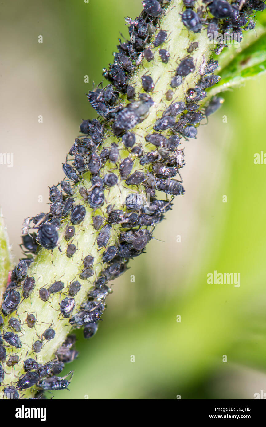 Stem of a flower full of lice Stock Photo - Alamy