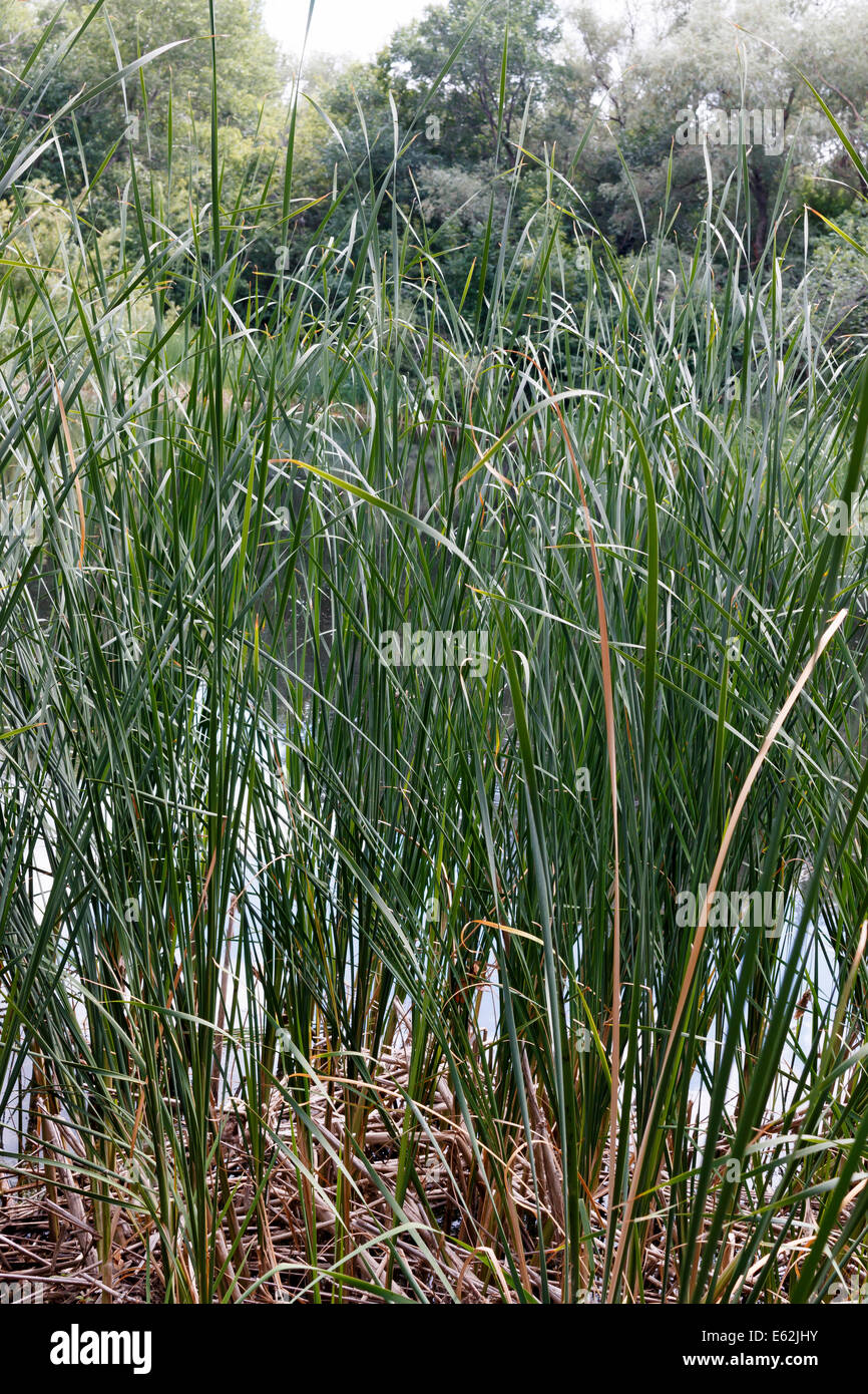 Sedge grass hi-res stock photography and images - Alamy