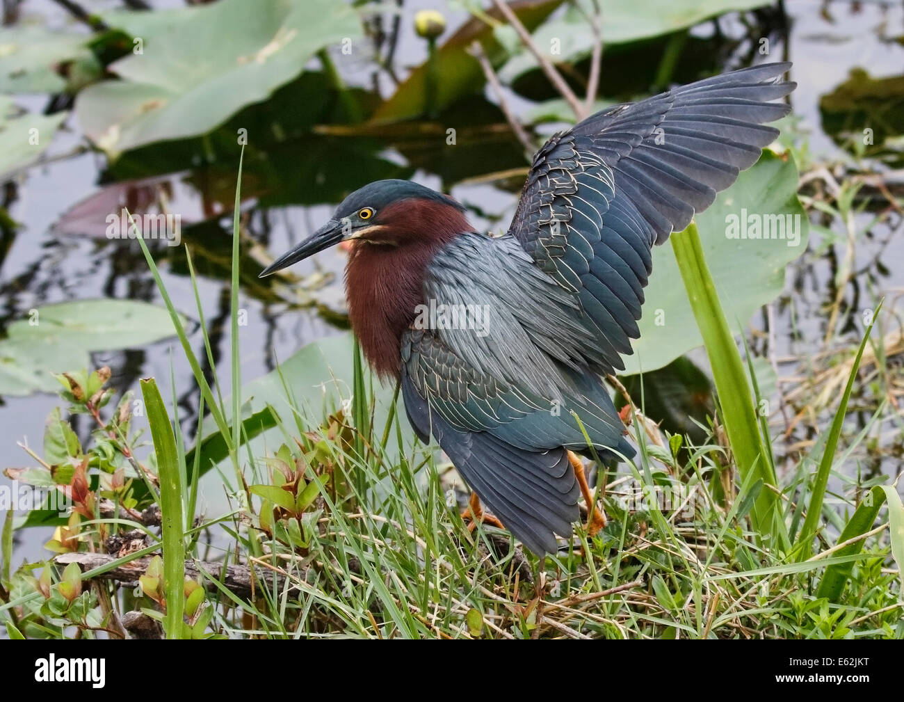 Green Heron (Butorides virescens) wing stretching Stock Photo - Alamy