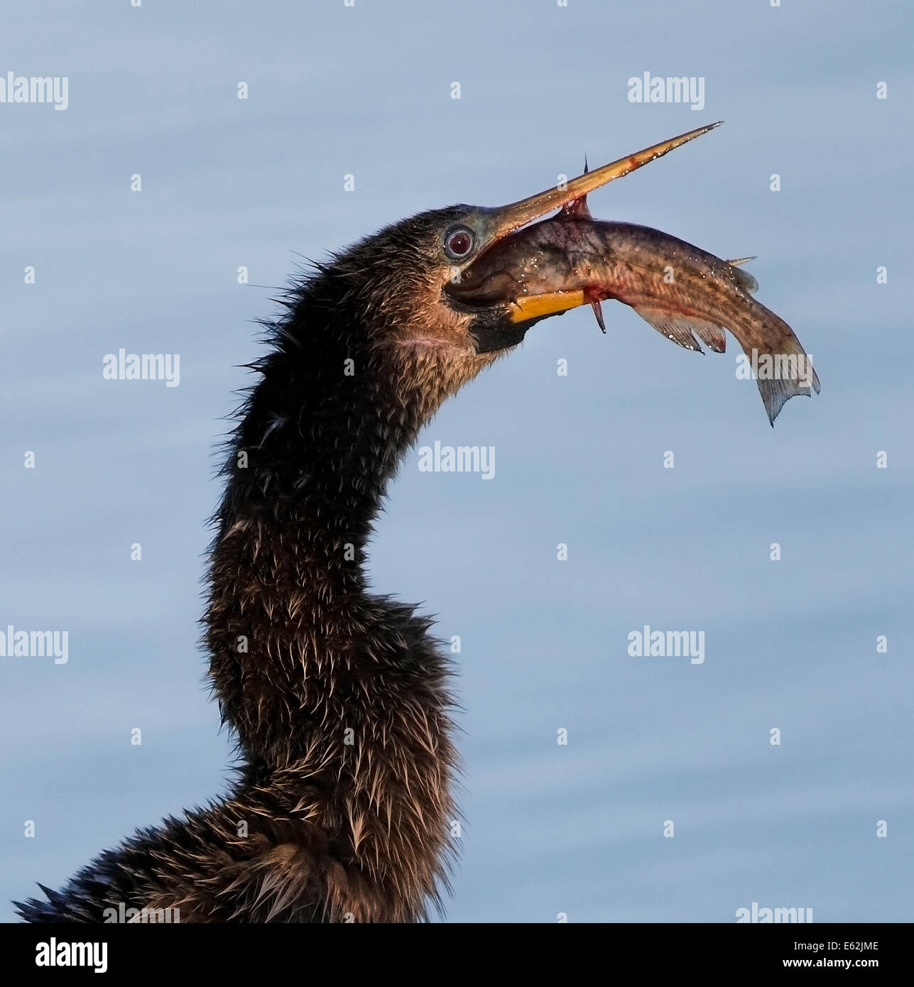 Anhinga (Anhinga anhinga) swallowing a fish in evening light Stock ...