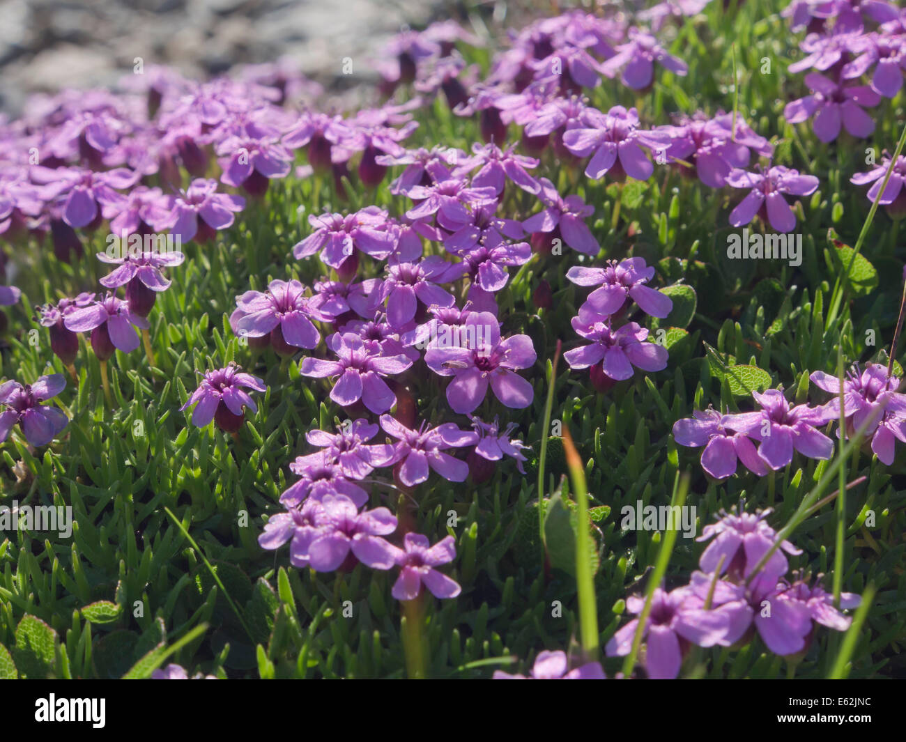 Silene acaulis, moss campion, or Cushion Pink Stock Photo - Alamy