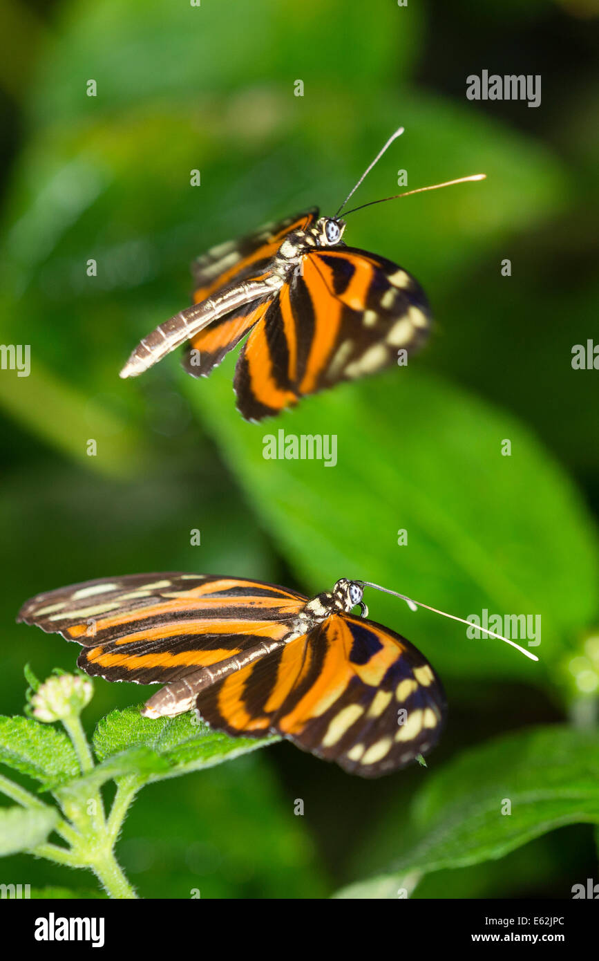 A pair of Tiger-striped Longwing butterflies Stock Photo - Alamy
