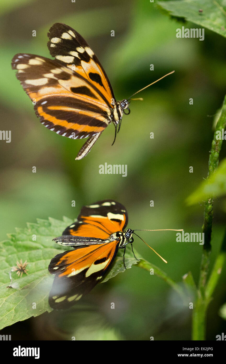 A pair of Tiger-striped Longwing butterflies Stock Photo - Alamy