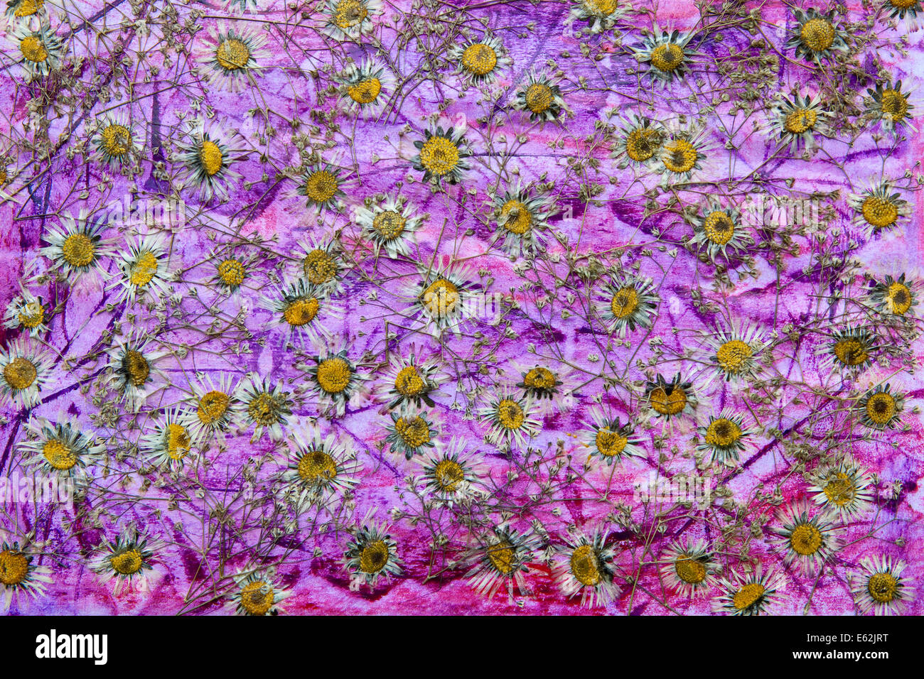 A colorful background image made from dried pressed daisy flowers on a ...