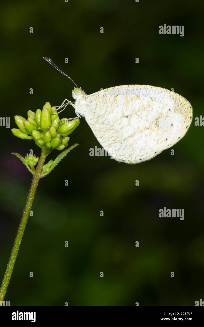 An adult Wandering Snowflake butterfly Stock Photo - Alamy