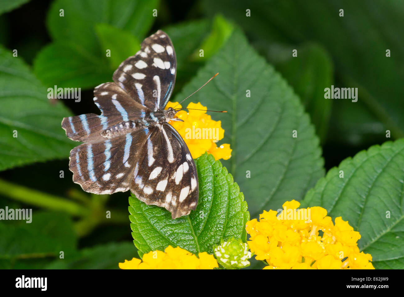 A Blue Wave butterfly feeding Stock Photo - Alamy