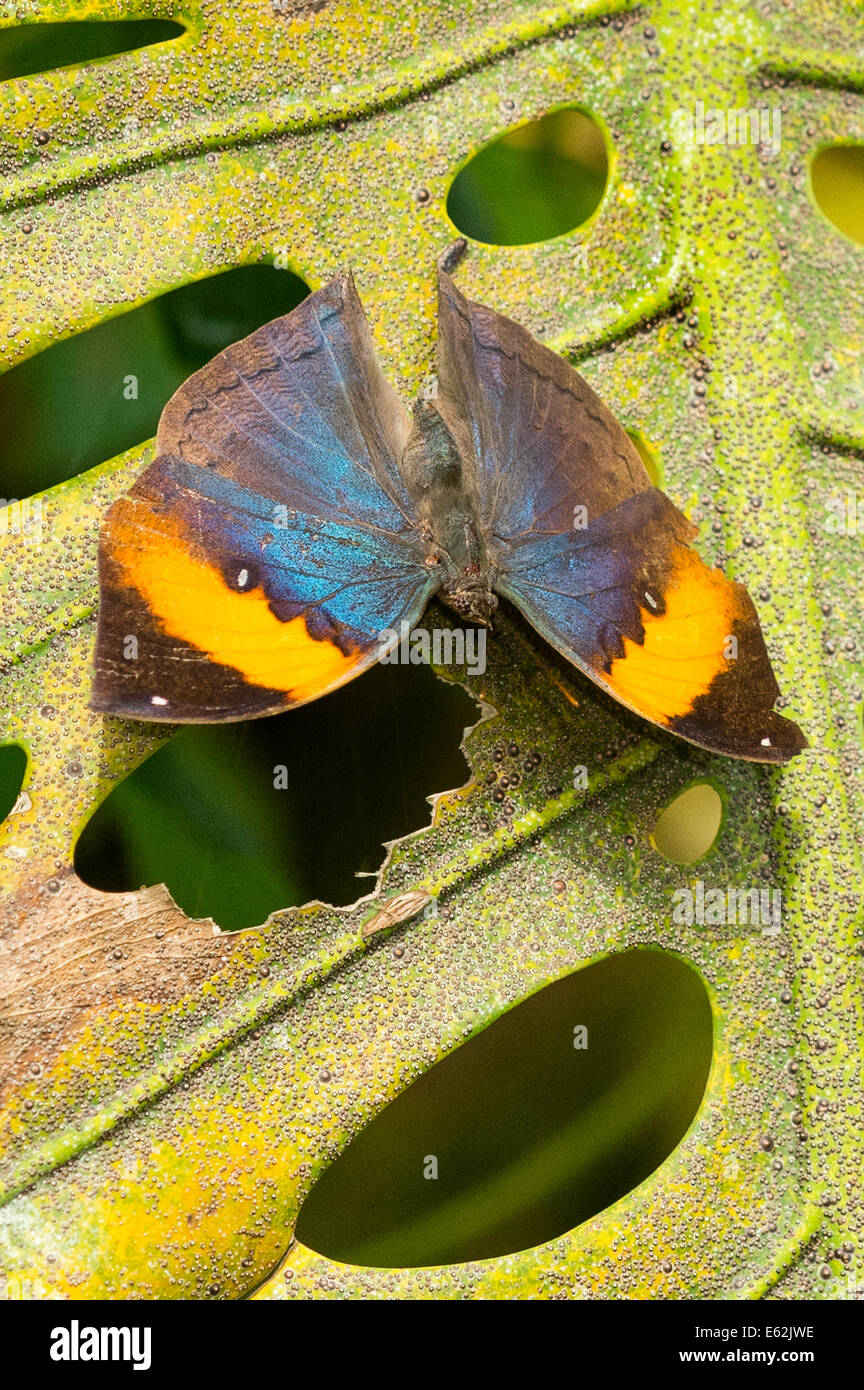 Kallima butterfly hi-res stock photography and images - Alamy
