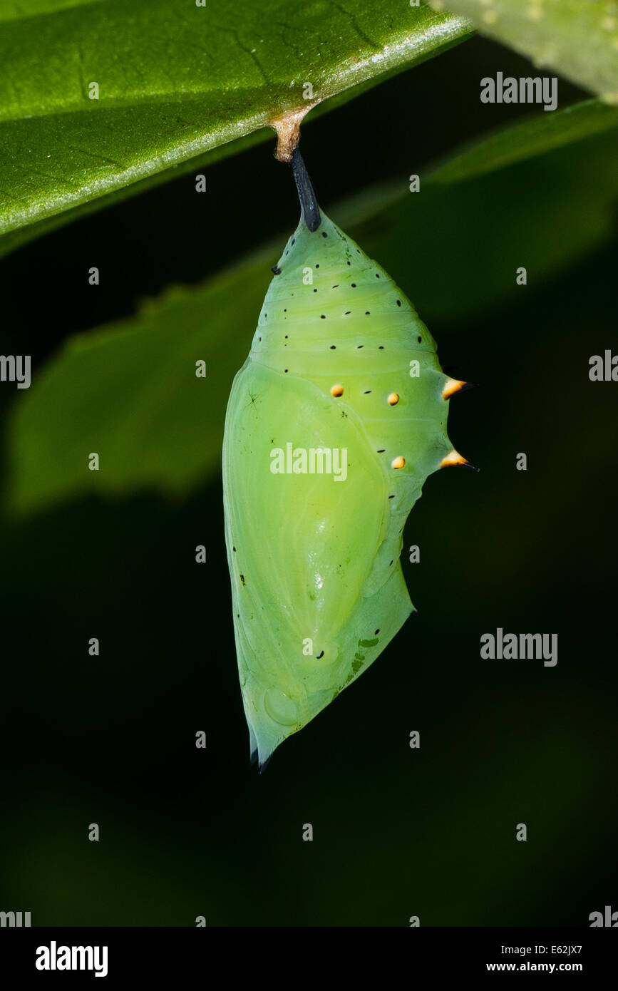 A chrysalis of the Rusty-tipped Page butterfly Stock Photo - Alamy