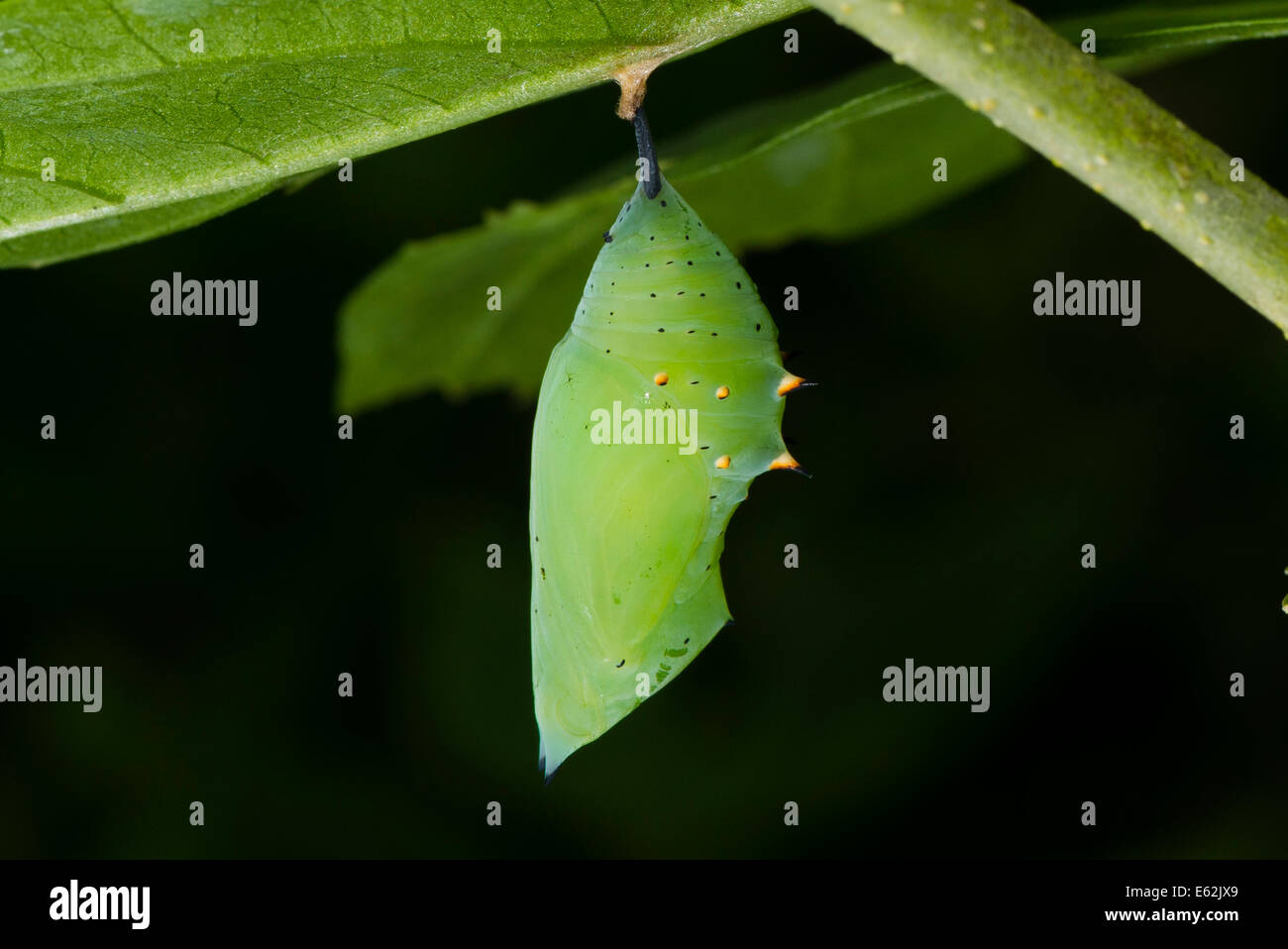 Rusty page hi-res stock photography and images - Alamy