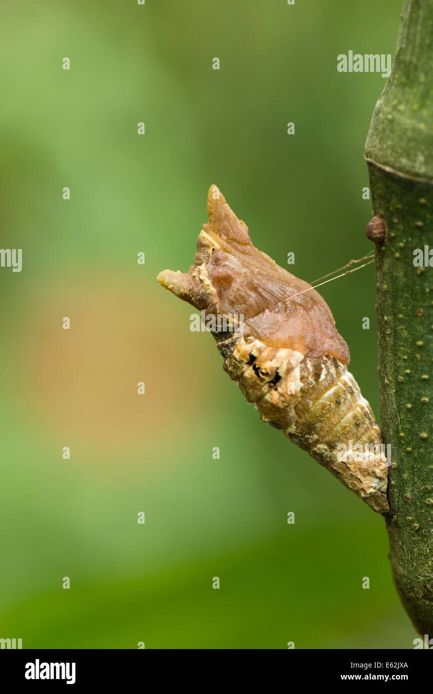 A Chrysalis of the Thoas Swallowtail butterfly Stock Photo - Alamy