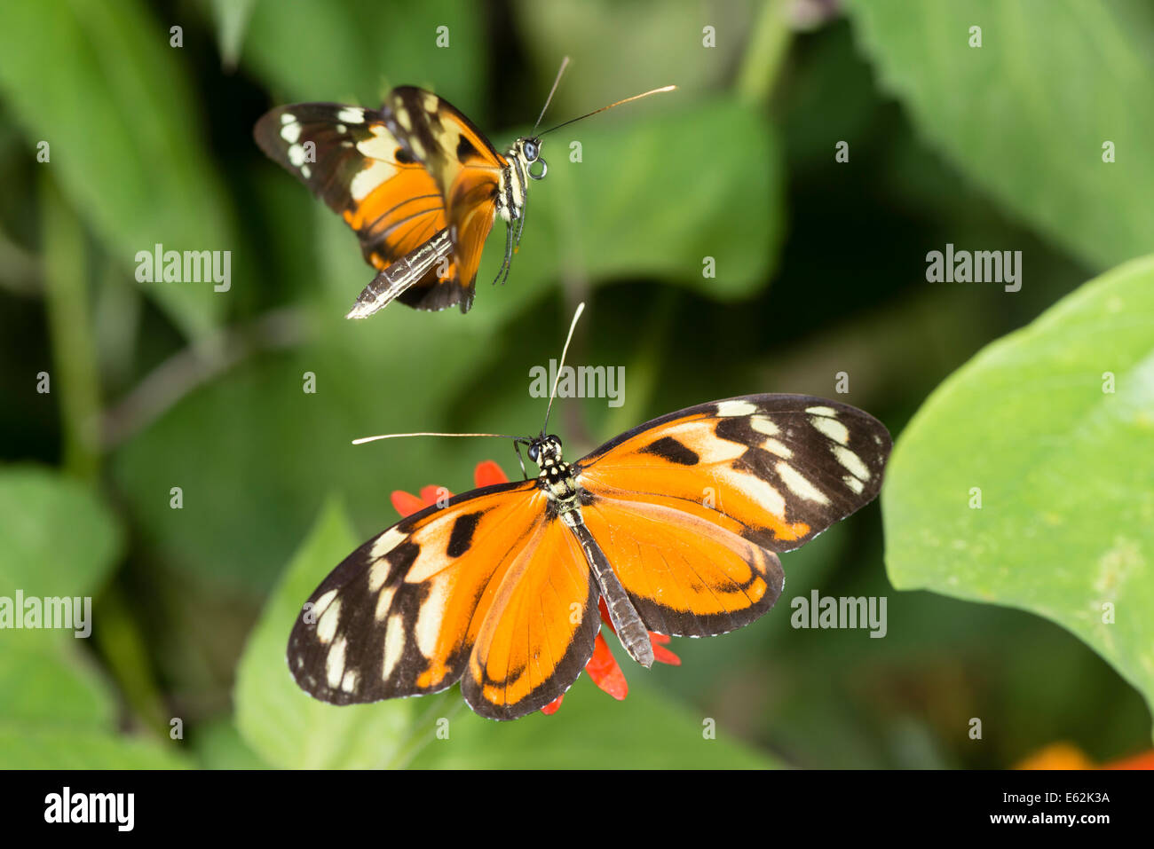 Mating longwing butterflies hi-res stock photography and images - Alamy