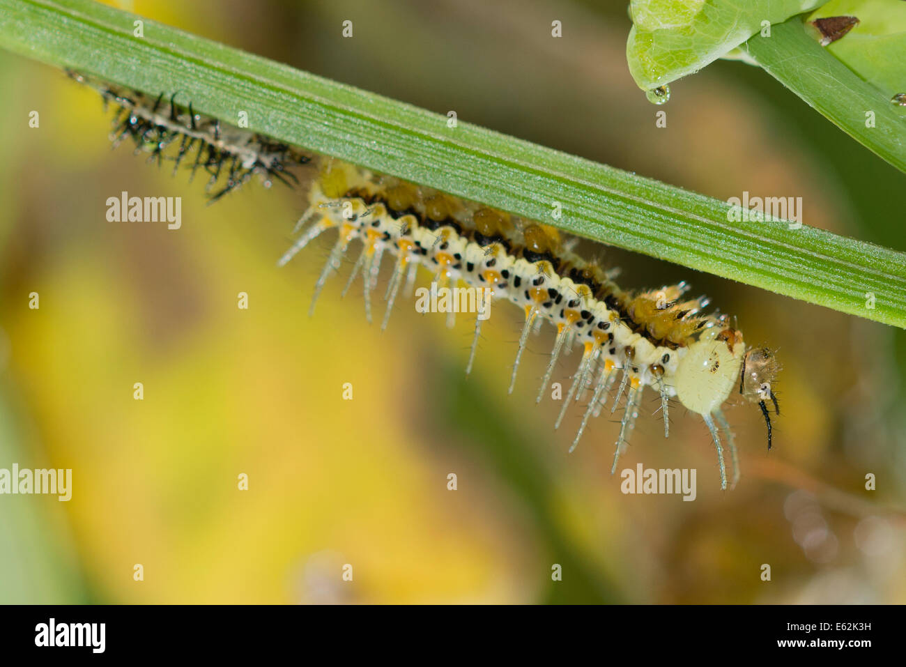 A Postman butterfly caterpillar moulting Stock Photo - Alamy