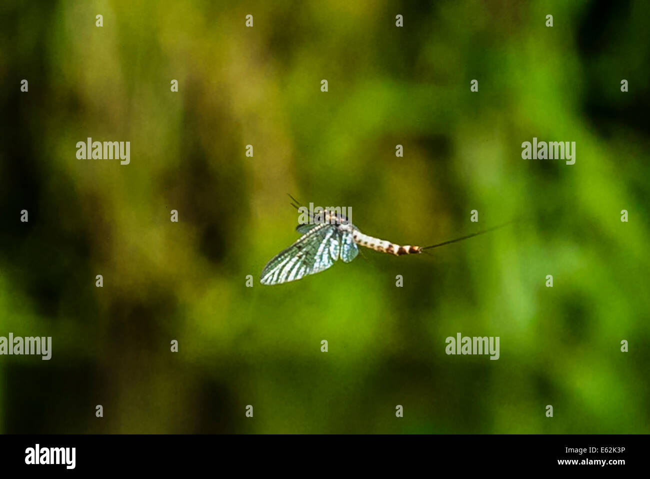 The Mayfly High Resolution Stock Photography and Images - Alamy