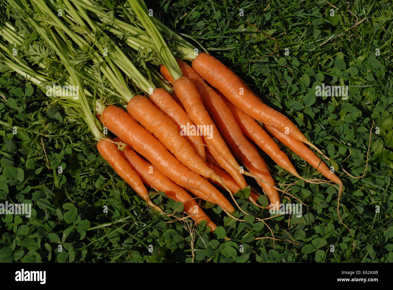 bunch of carrots Stock Photo - Alamy