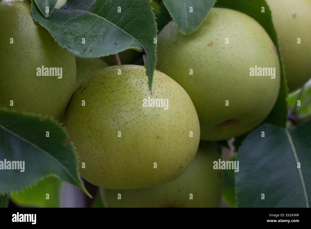 Chinese pear tree hi-res stock photography and images - Alamy