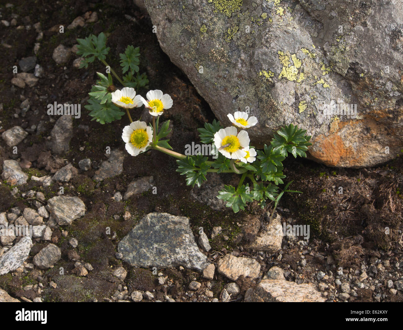 Ranunculus glacialis, glacier crowfoot or glacier buttercup, in the ...