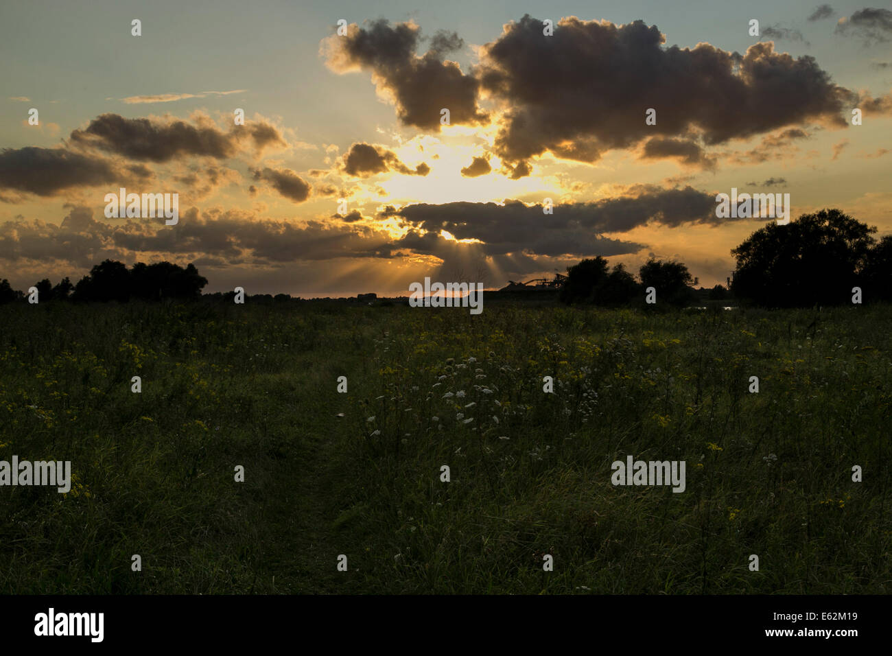 flower field in the afternoon Stock Photo - Alamy