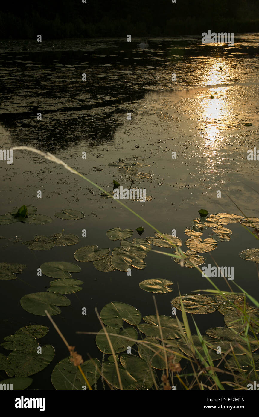 sun on lake and vegetation Stock Photo - Alamy