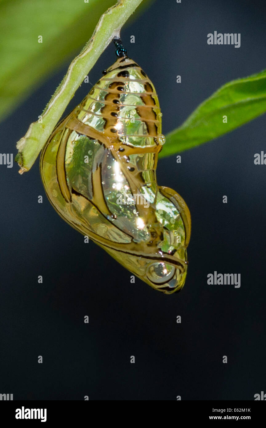 Harmonia tiger wing butterfly hi-res stock photography and images - Alamy