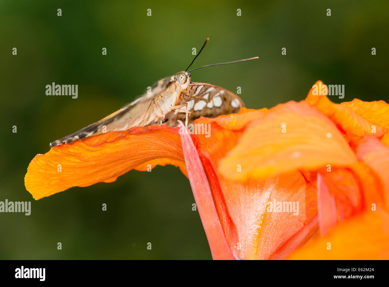Clipper butterfly hi-res stock photography and images - Alamy