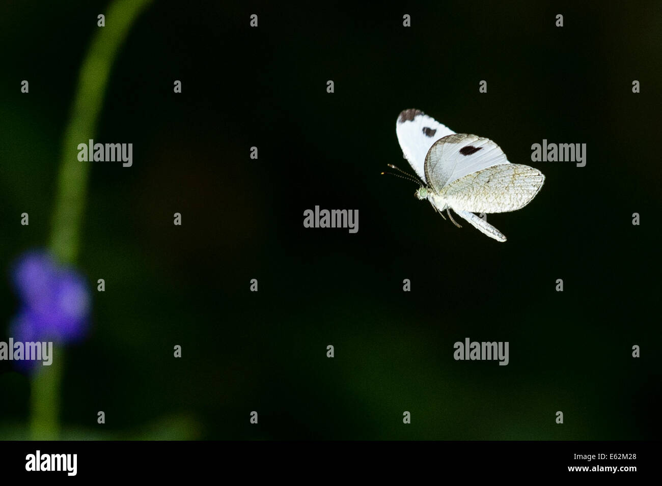 Butterfly In Flight High Resolution Stock Photography and Images - Alamy