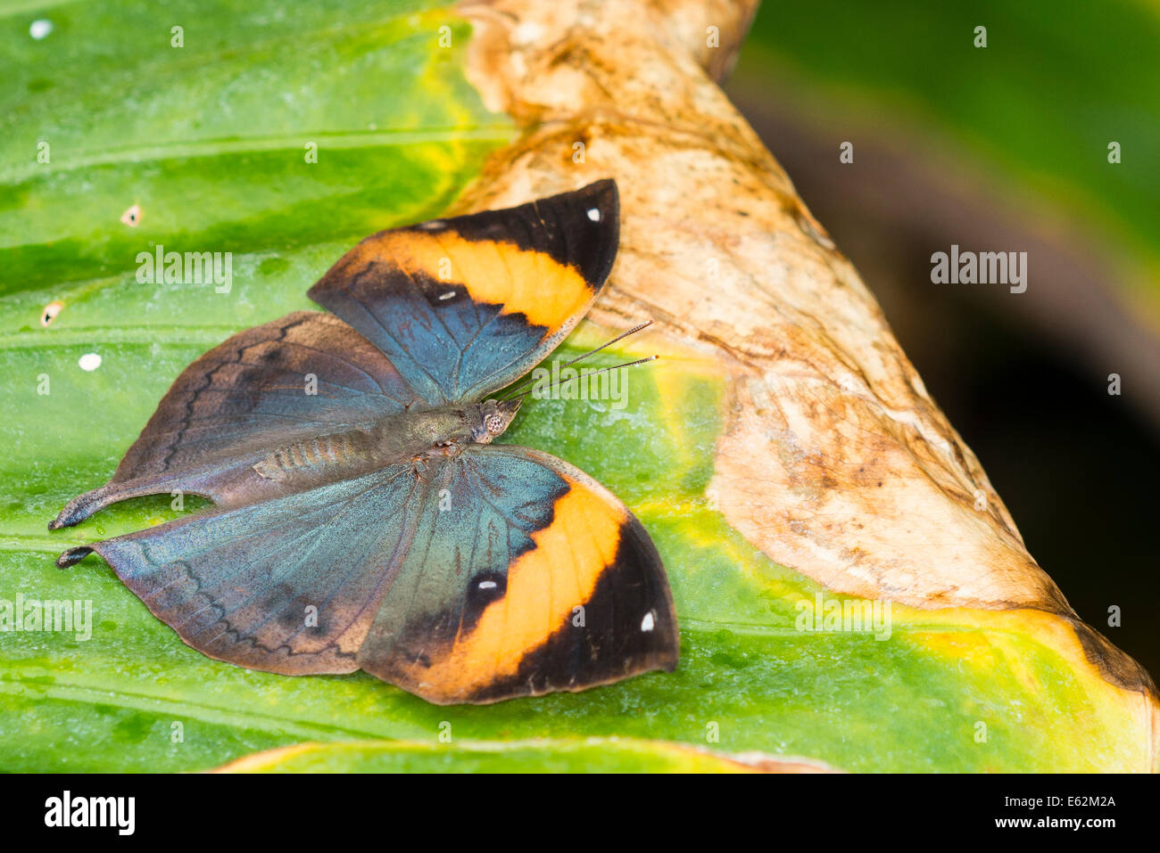 An adult Indian Leafwing butterfly Stock Photo - Alamy