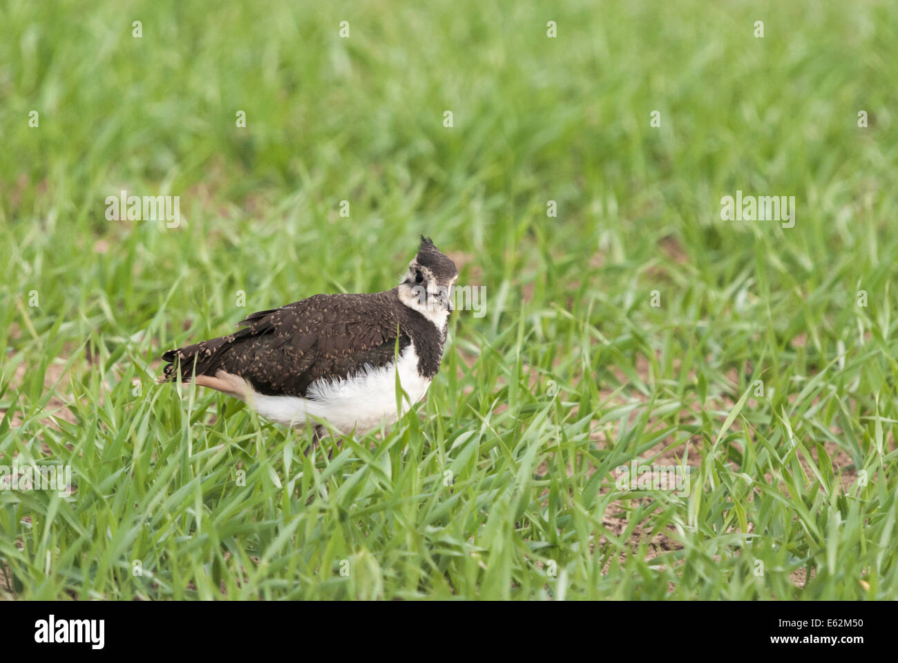 Lapwing fledgling chick High Resolution Stock Photography and Images ...