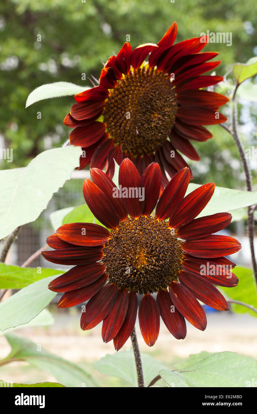 Red sunflower, decorative sunflower, ornamental sunflower in full bloom ...