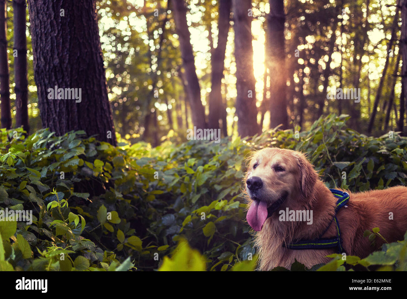 Dog in the forest during a sunset Stock Photo - Alamy