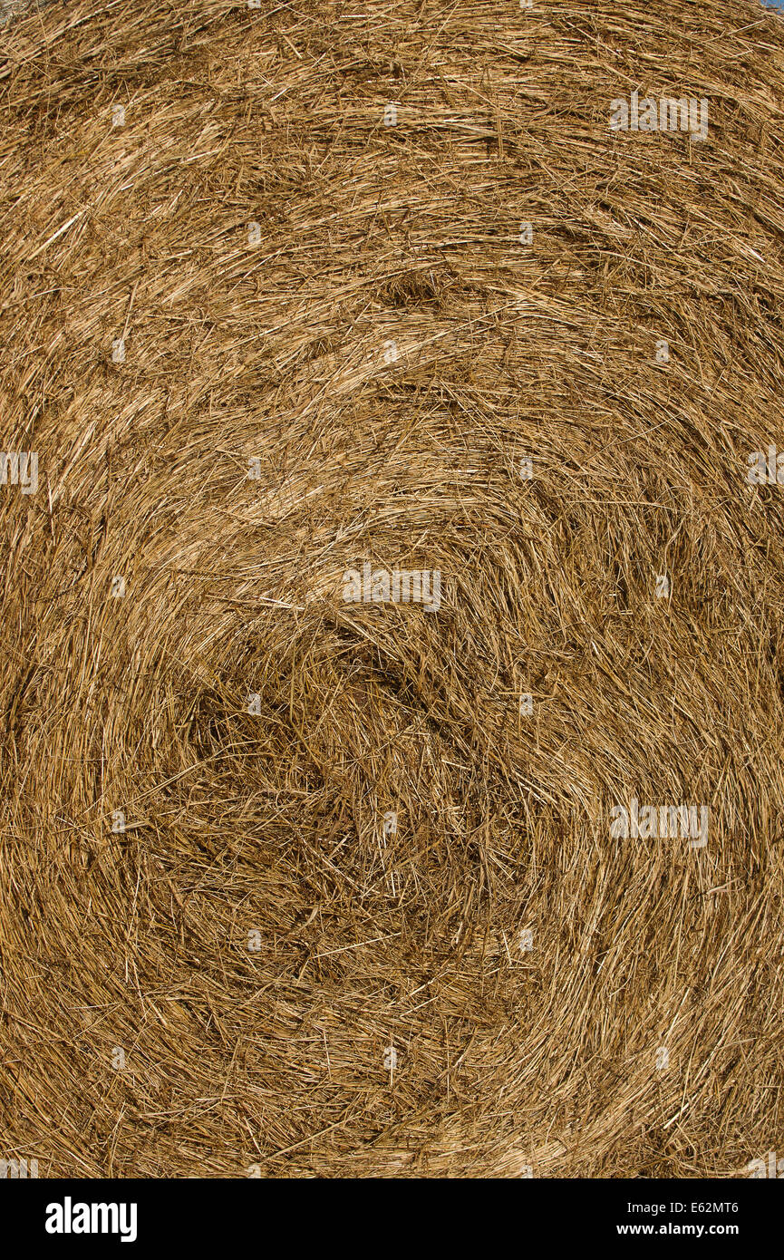 A rolled up bale of hay Stock Photo - Alamy