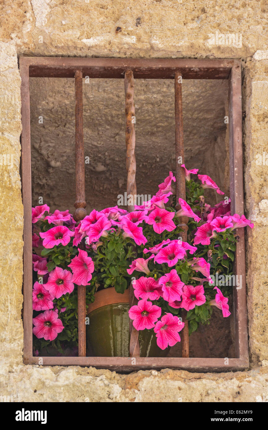 Window opening and rusty metal grill with flower pot containing Petunia ...