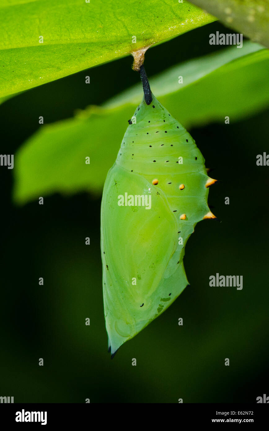 Butterfly chrysalis hi-res stock photography and images - Alamy