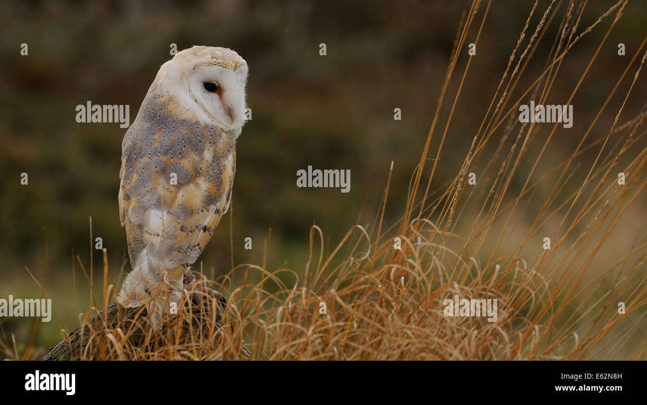 Barn Owl photographed n the middle of autumn colored vegetation at a ...