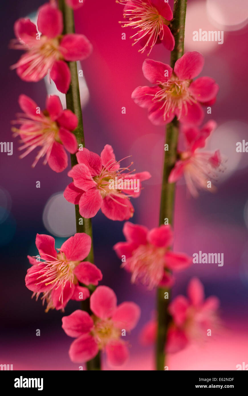 Prunus mume beni chidori hi-res stock photography and images - Alamy