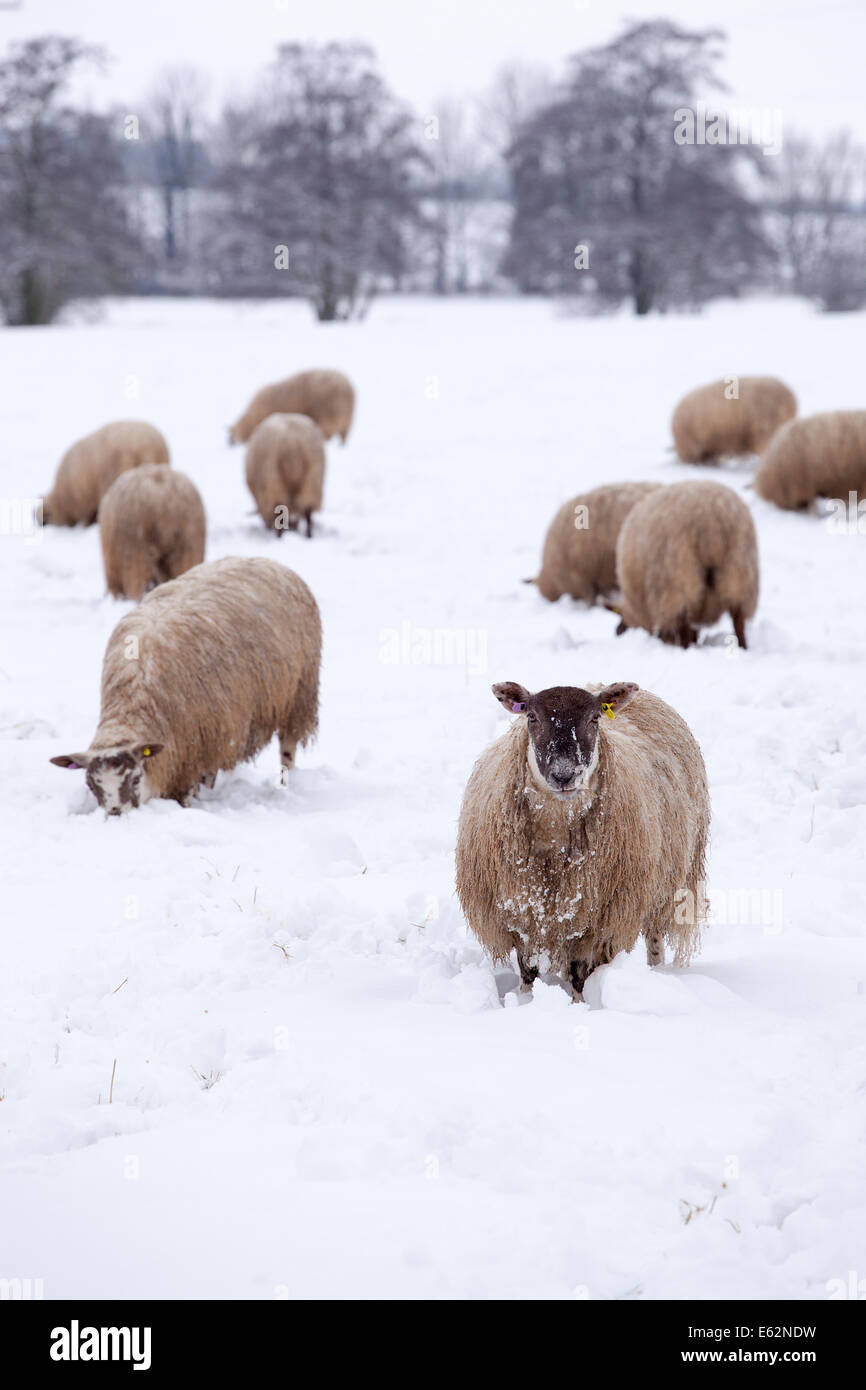 Shaggy sheep hi-res stock photography and images - Alamy