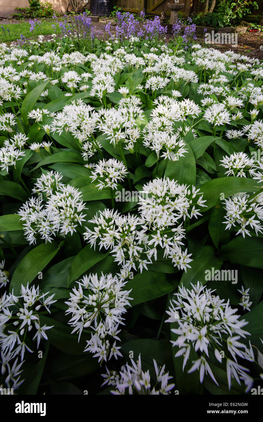 Ramsons Plant Stock Photos & Ramsons Plant Stock Images - Alamy